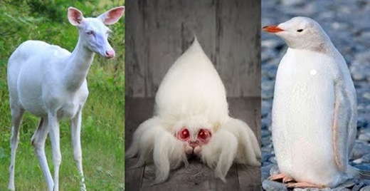 Was ist albino? Ursachen, Symptome und Behandlung von Albinismus